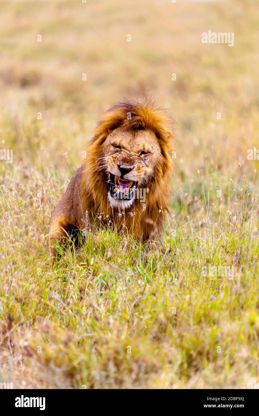 Animal food chain lion hi-res stock photography and images - Alamy
