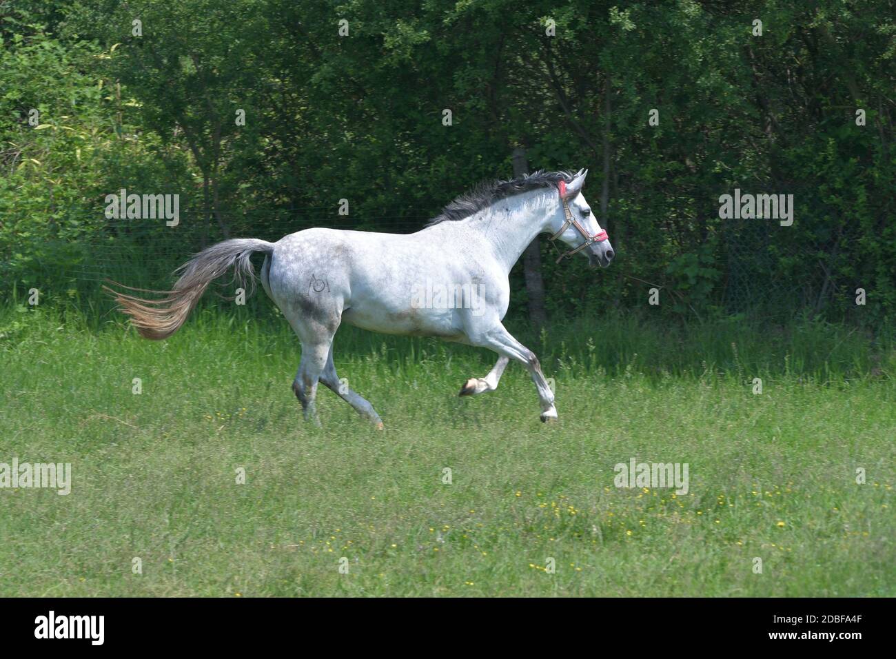 Grey horse what a pleasure hi-res stock photography and images - Alamy