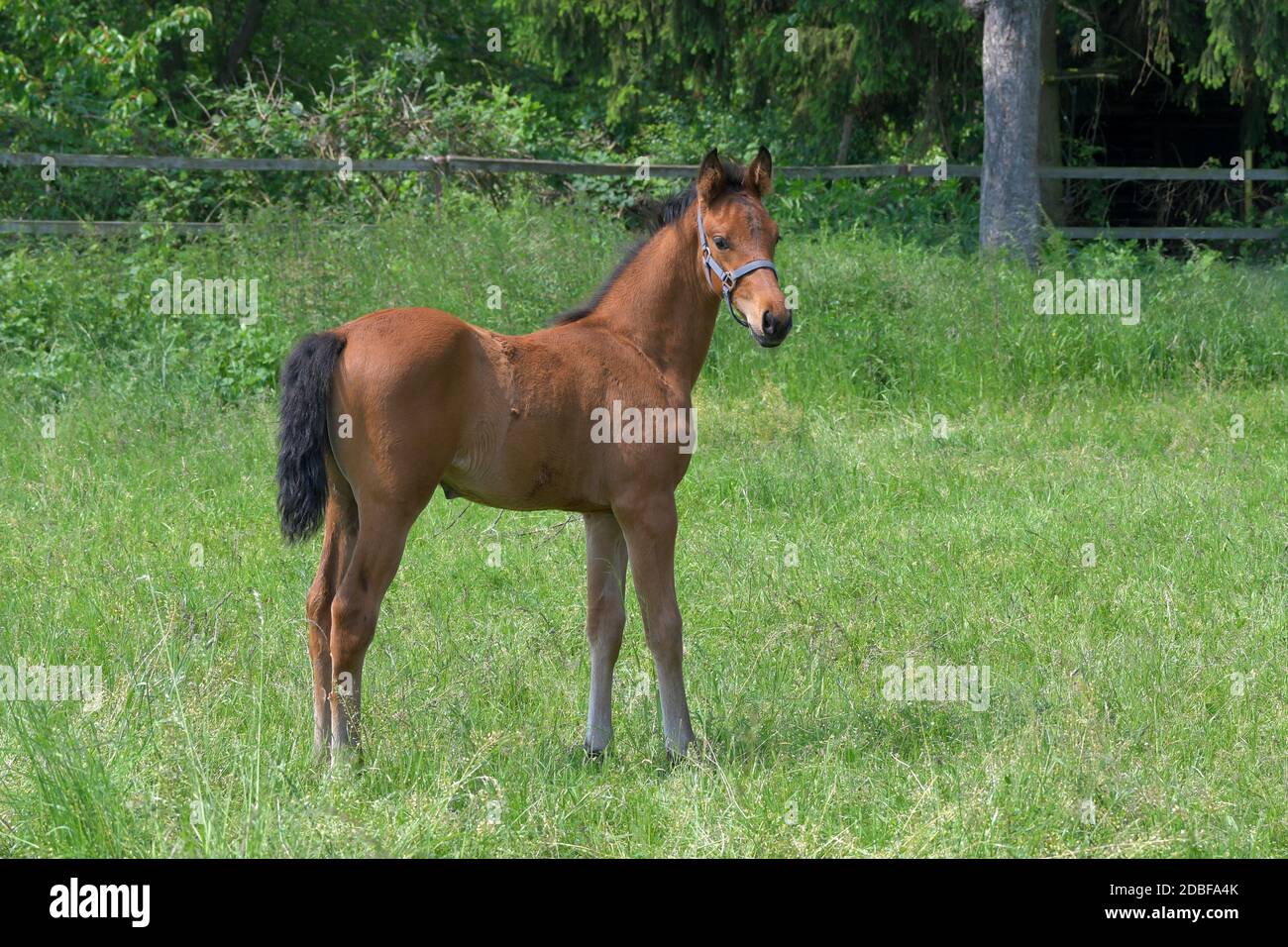 A cute bay warmblood filly standing in a green meadow and looking back ...
