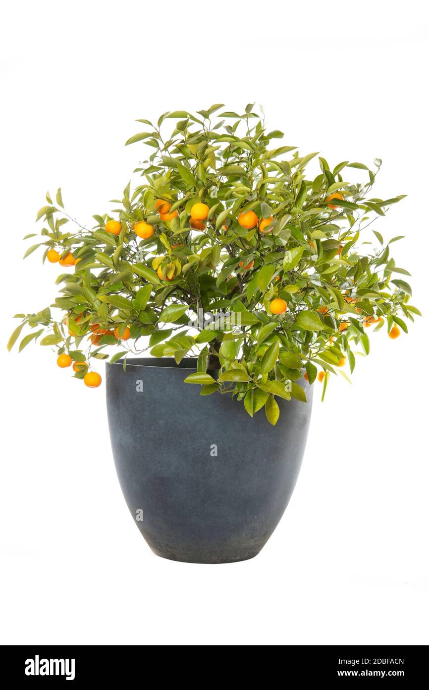 Small orange tree with ripe oranges isolated on white Stock Photo - Alamy