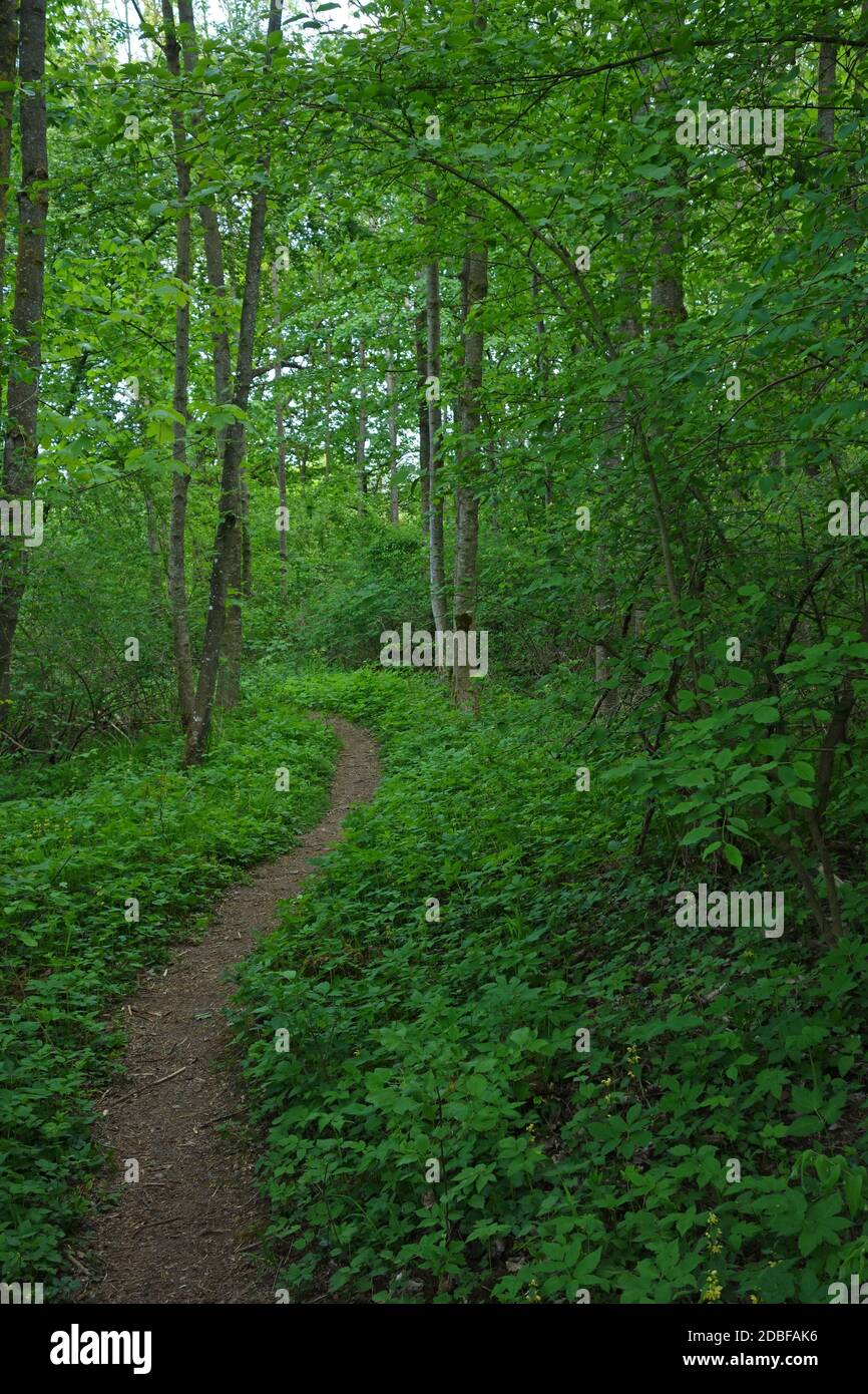 footpath through a forest in springtime Stock Photo - Alamy