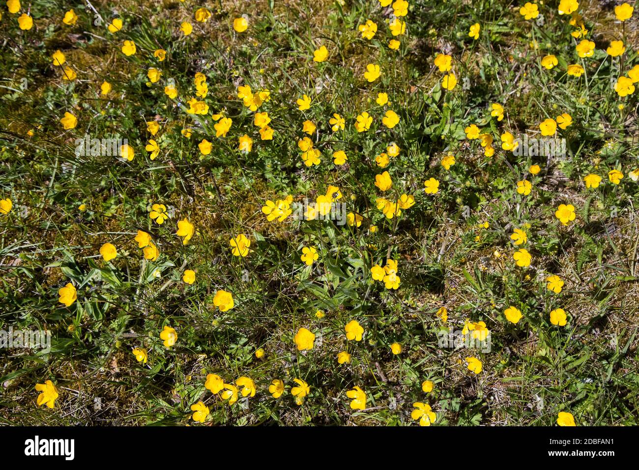 Yellow small buttercups in a spring meadow top view Stock Photo - Alamy