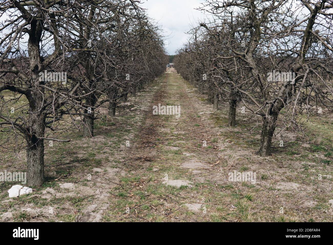 landscape with empty old apple trees without leaves and fruits at the ...