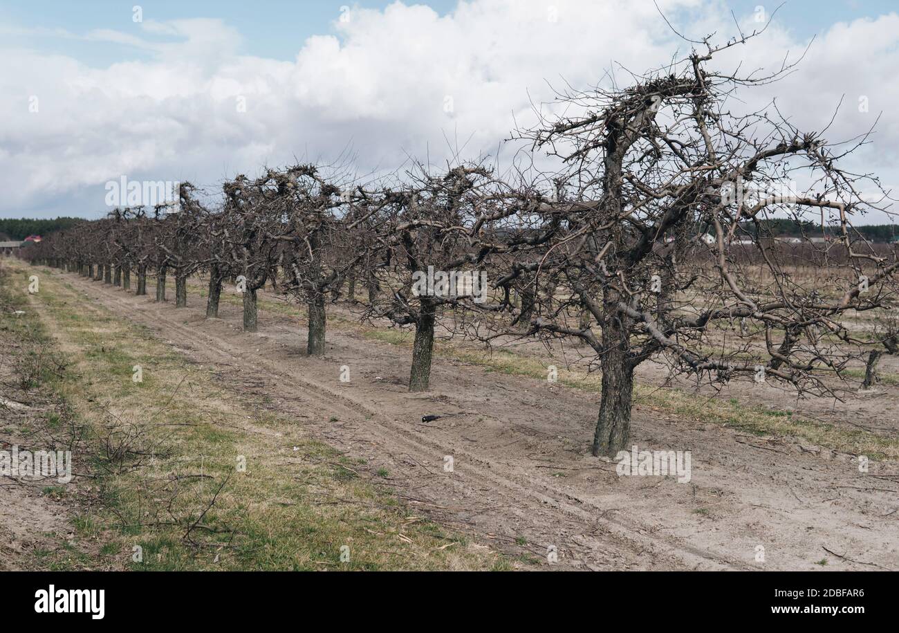 landscape with empty apple trees without leaves and fruits at the ...