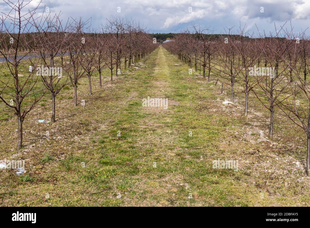 landscape with empty small apple trees without leaves and fruits at the ...