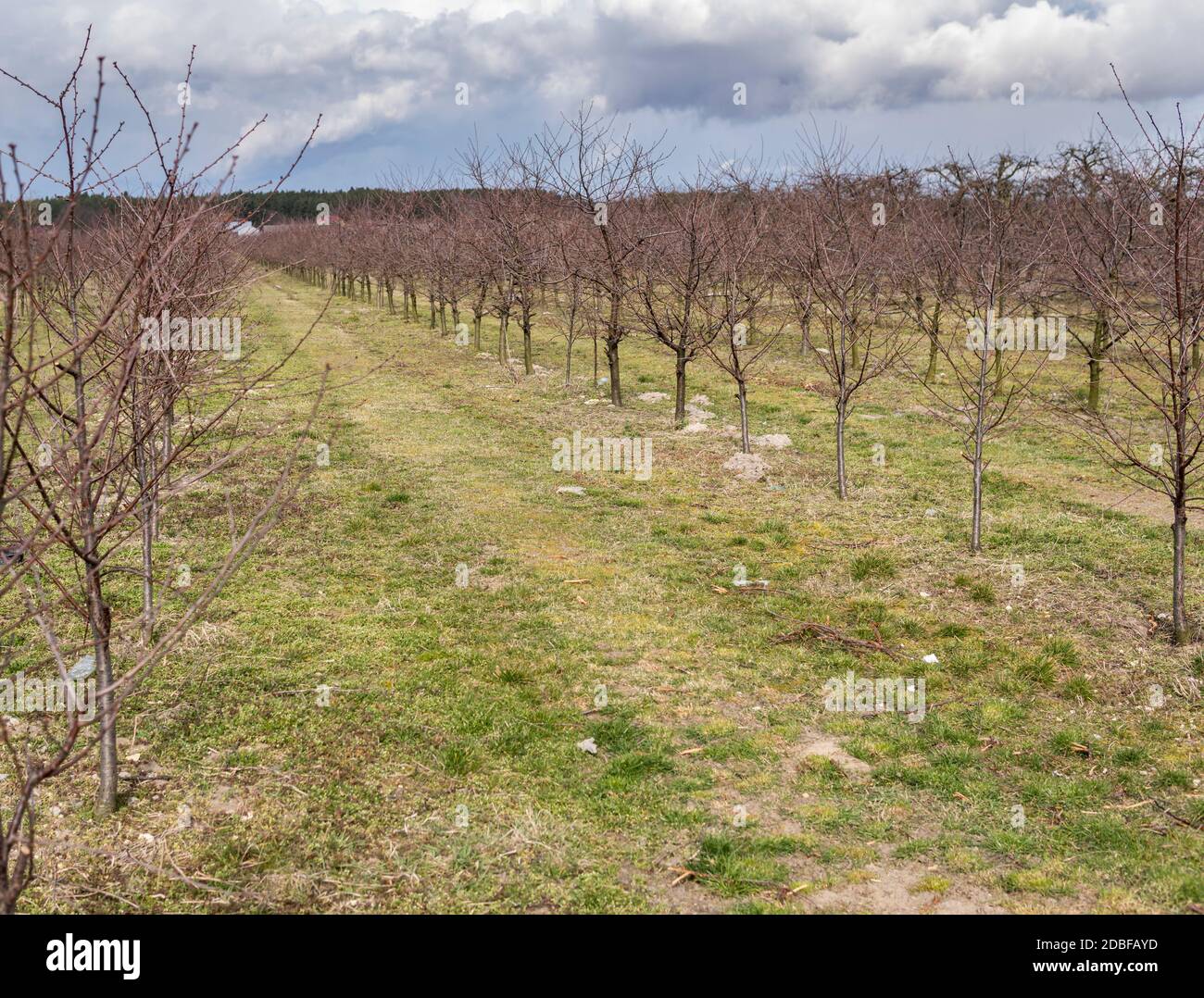 landscape with empty small apple trees without leaves and fruits at the ...