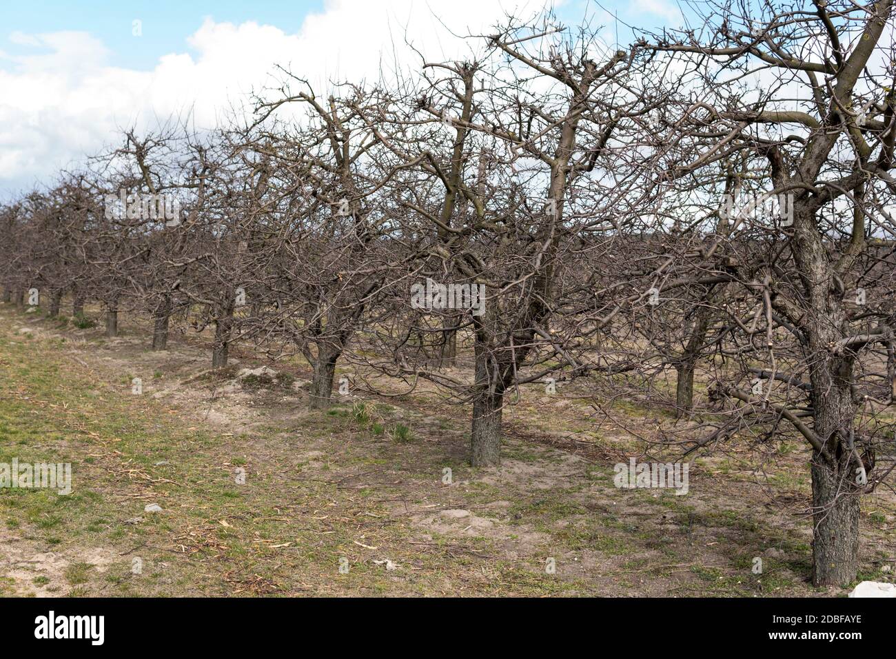 landscape with empty apple trees without leaves and fruits at the ...