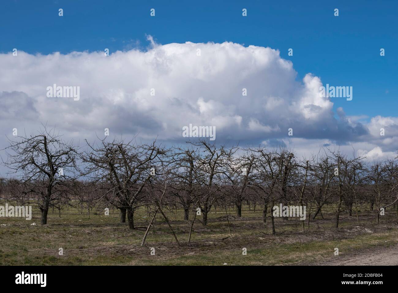 landscape with empty apple trees without leaves and fruits at the ...