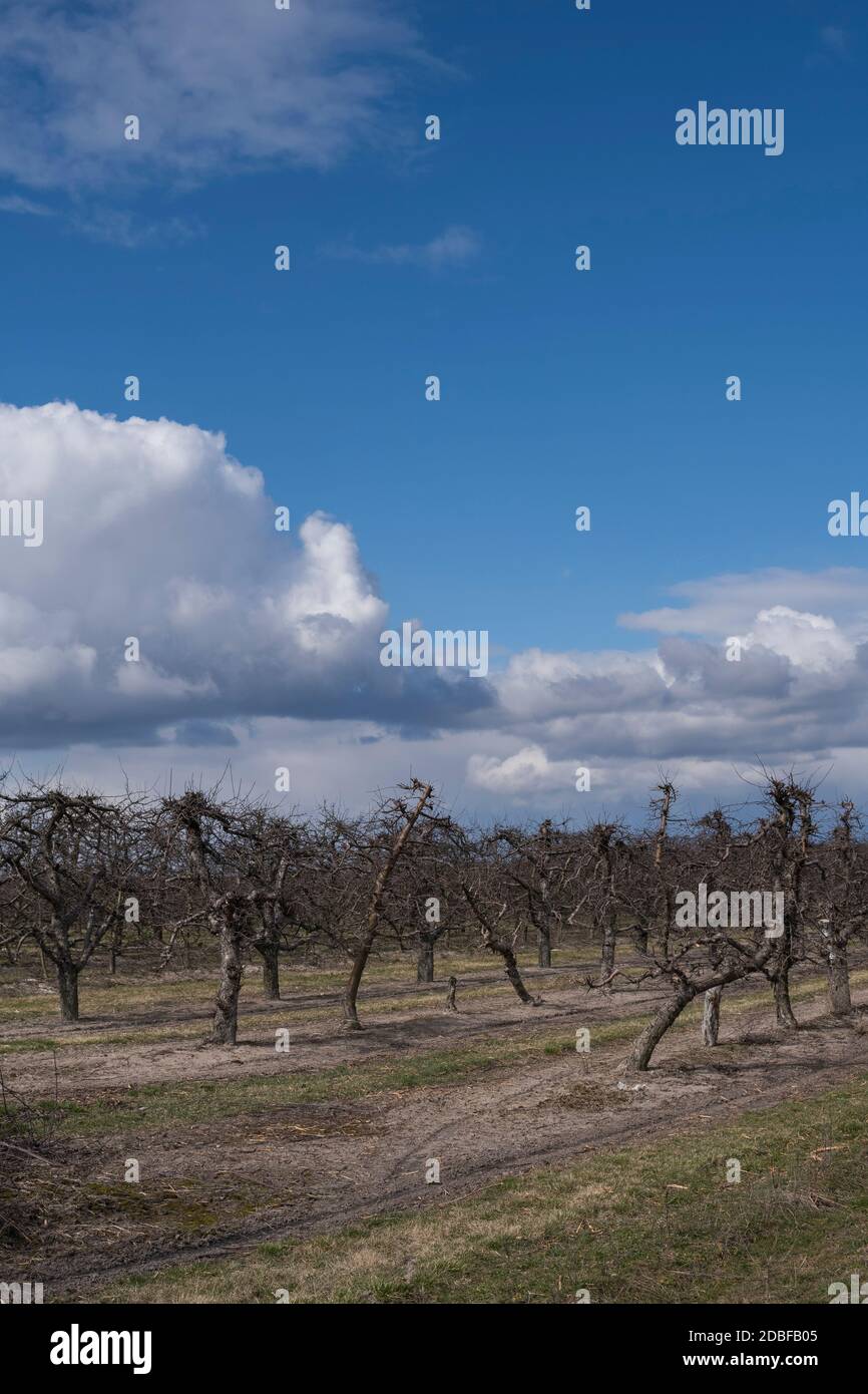 landscape with empty apple trees without leaves and fruits at the ...