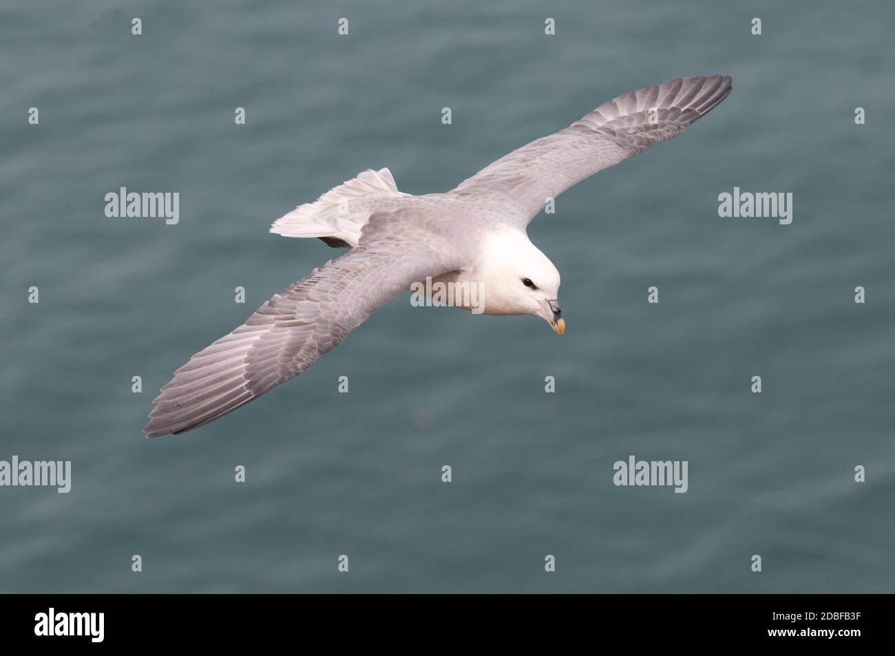Fulmar Oil High Resolution Stock Photography and Images - Alamy