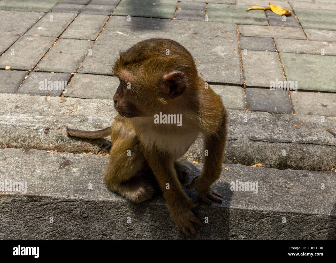 little monkey on road looking back Stock Photo - Alamy