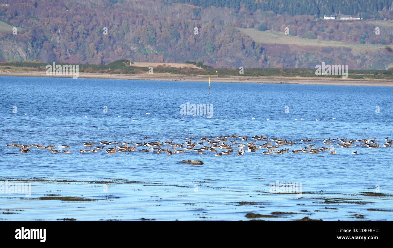 Strong Flying Geese High Resolution Stock Photography and Images - Alamy