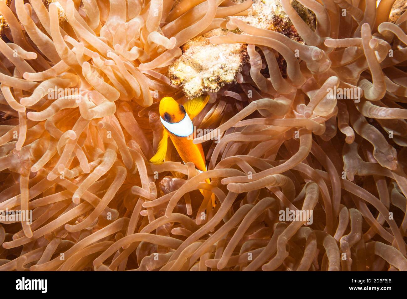Red sea anemone hi-res stock photography and images - Alamy