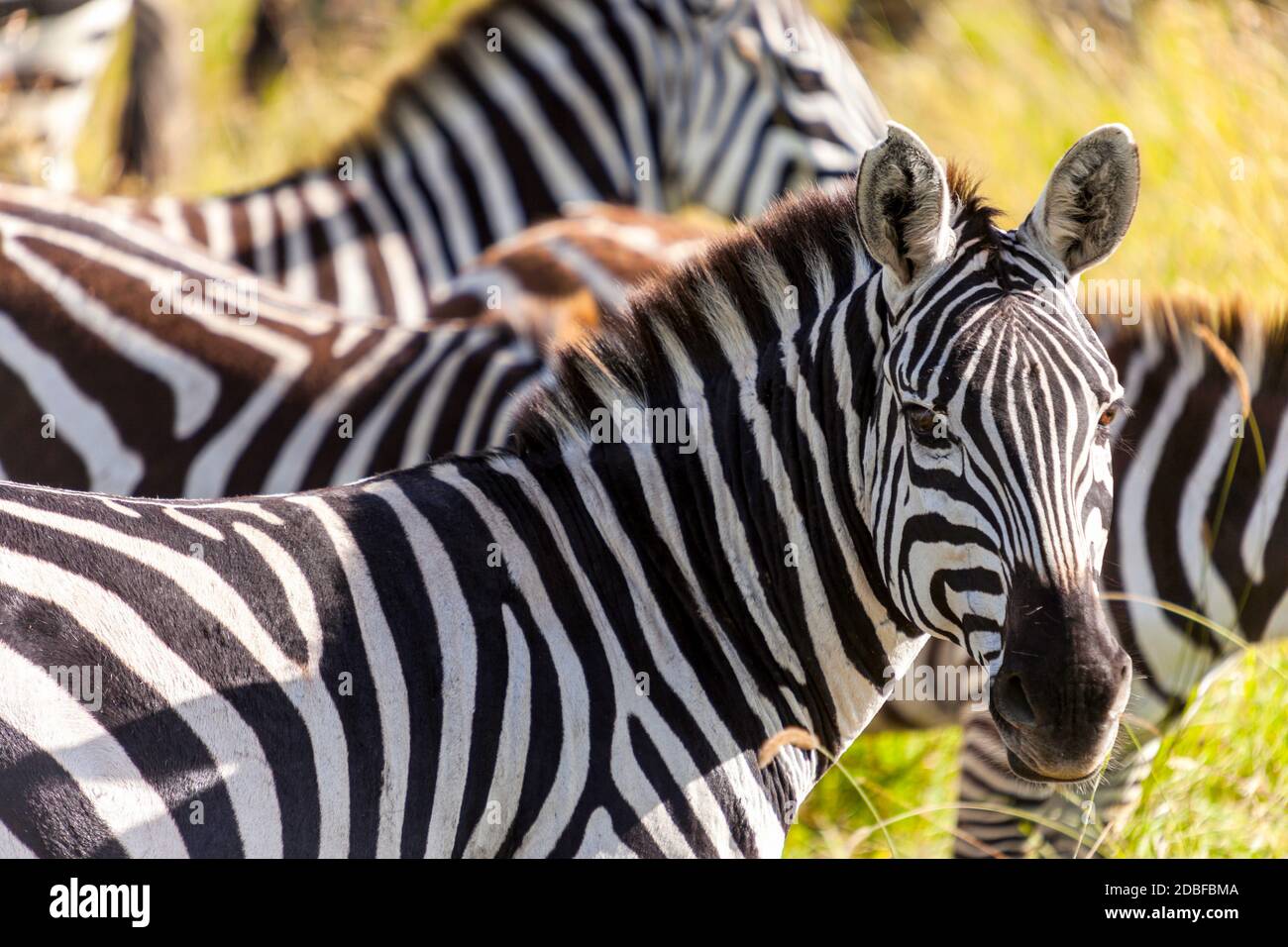 Zebra stripe hi-res stock photography and images - Alamy