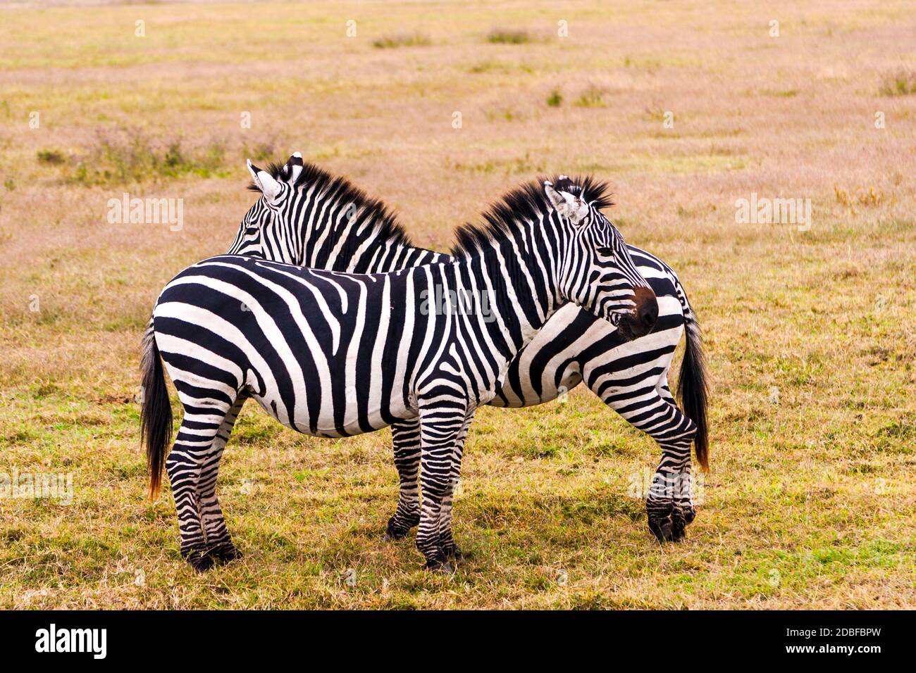 Zebra stripe hi-res stock photography and images - Alamy