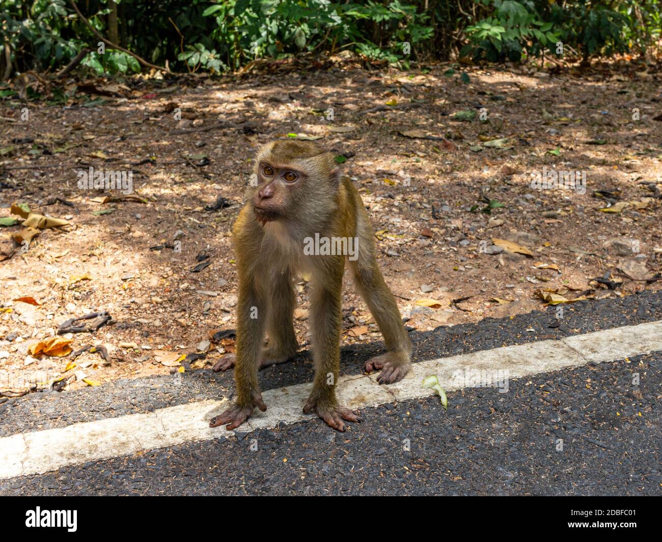 Dont feed the monkeys hi-res stock photography and images - Alamy