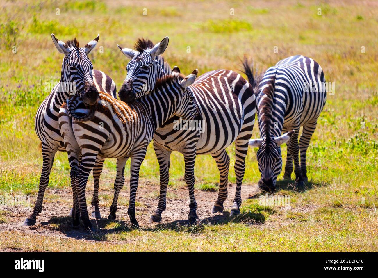 Zebra stripes ground hi-res stock photography and images - Alamy