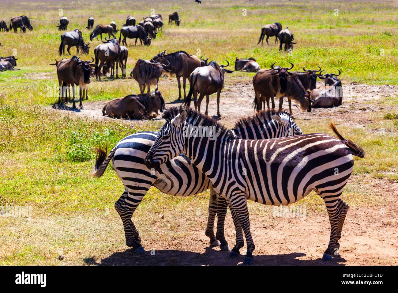 Zebra life hi-res stock photography and images - Alamy