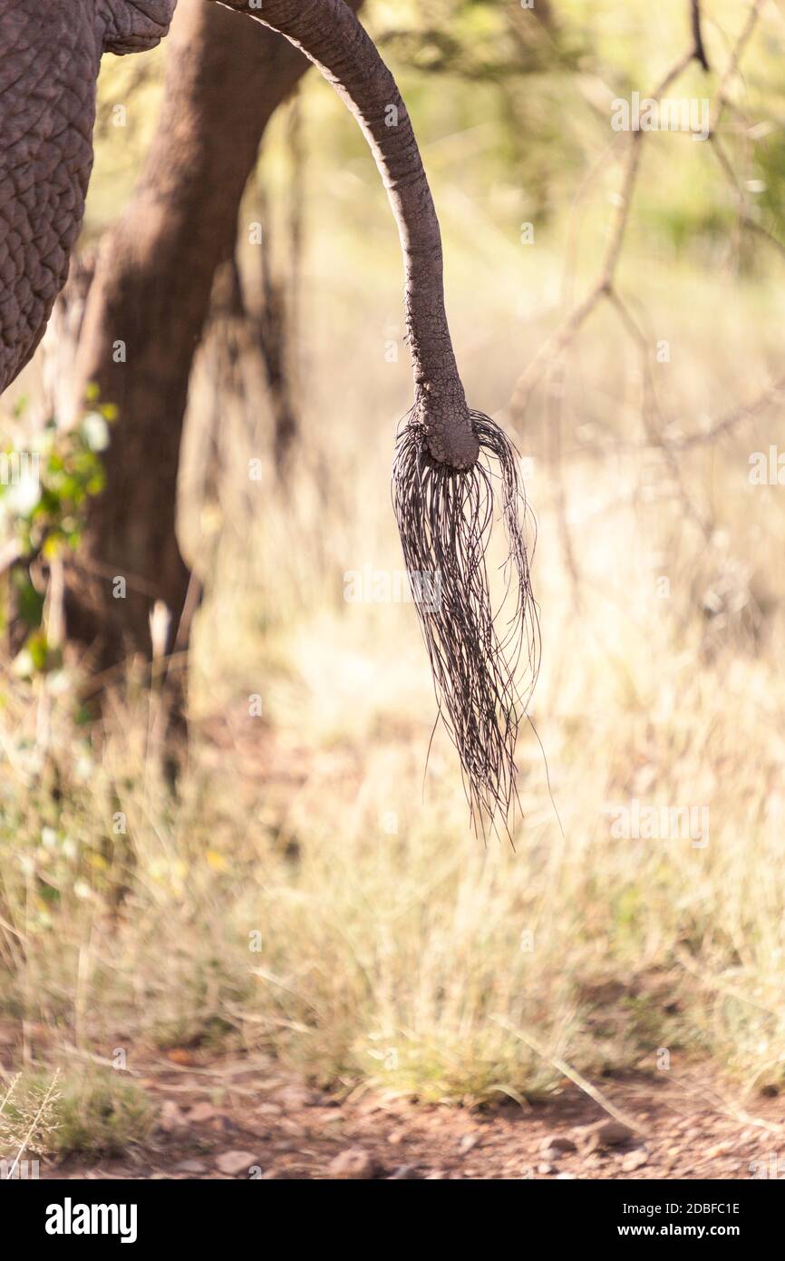 Elephant tails hi-res stock photography and images - Alamy