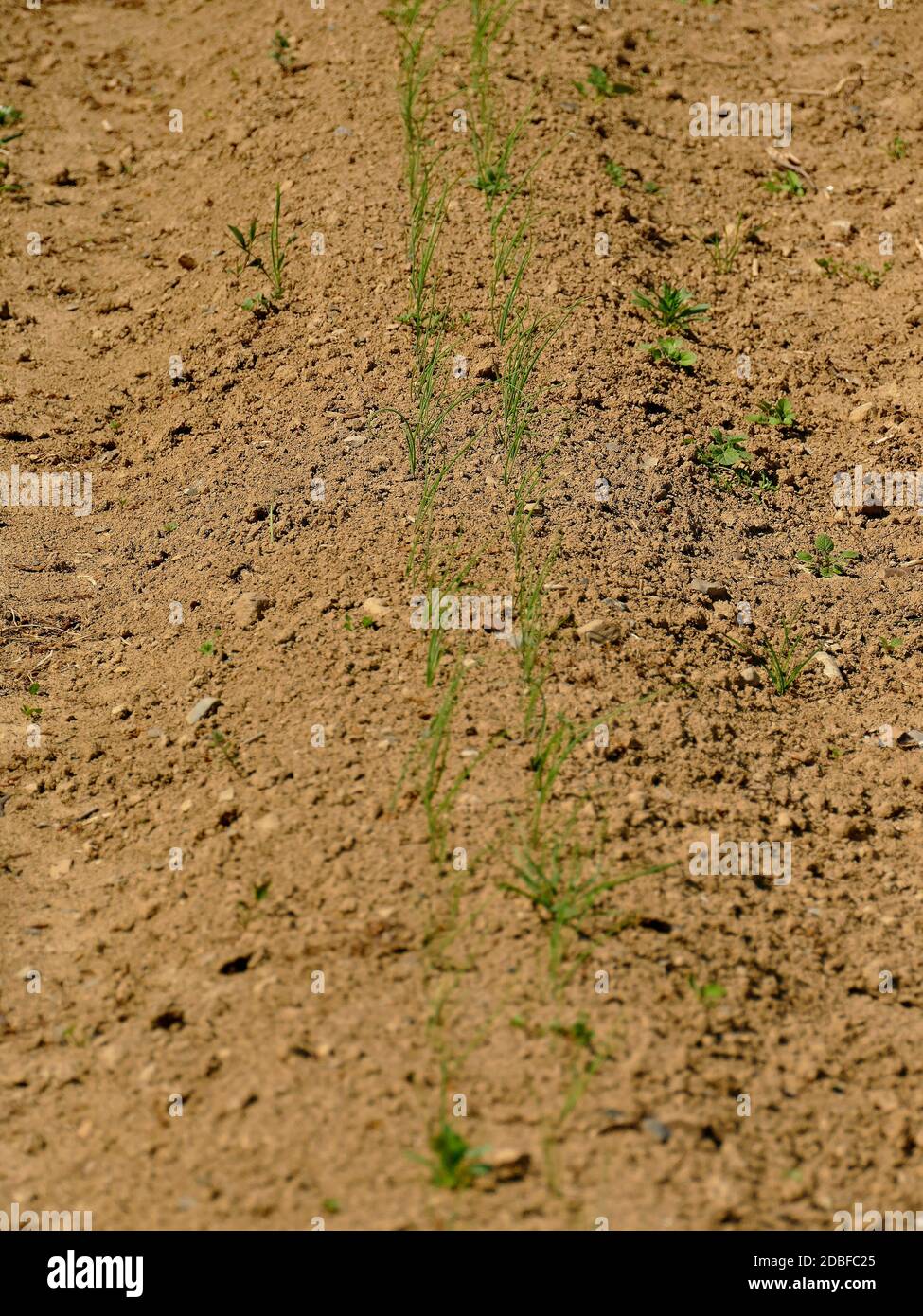Shoots young onions in hi-res stock photography and images - Alamy