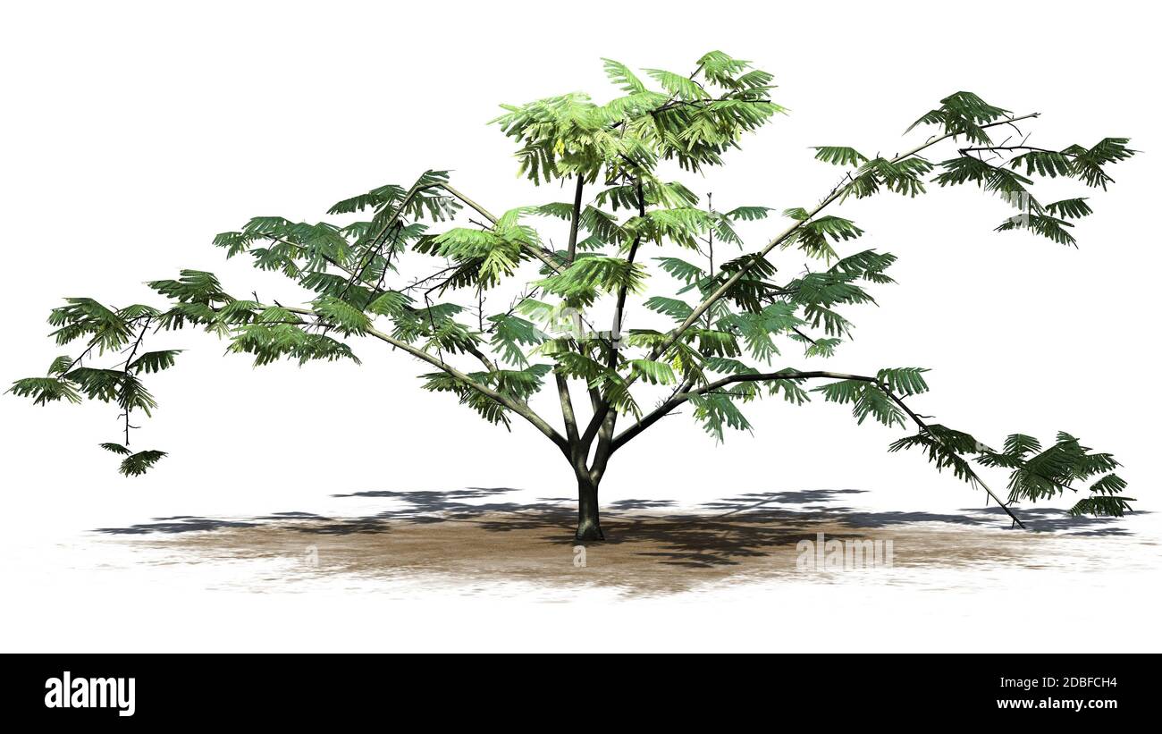 Mimosa tree botanical illustration hi-res stock photography and images ...