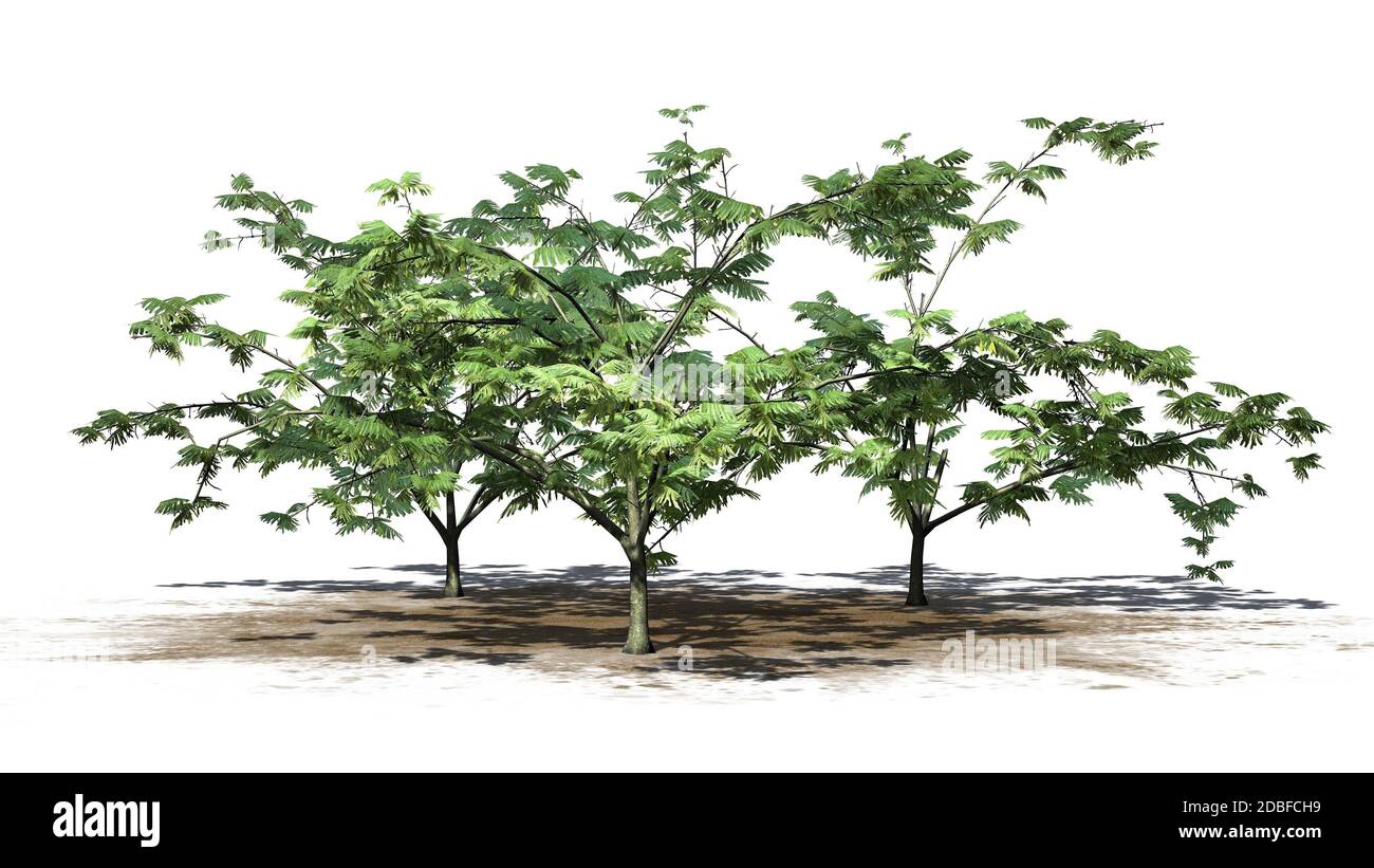 Mimosa tree botanical illustration hi-res stock photography and images ...