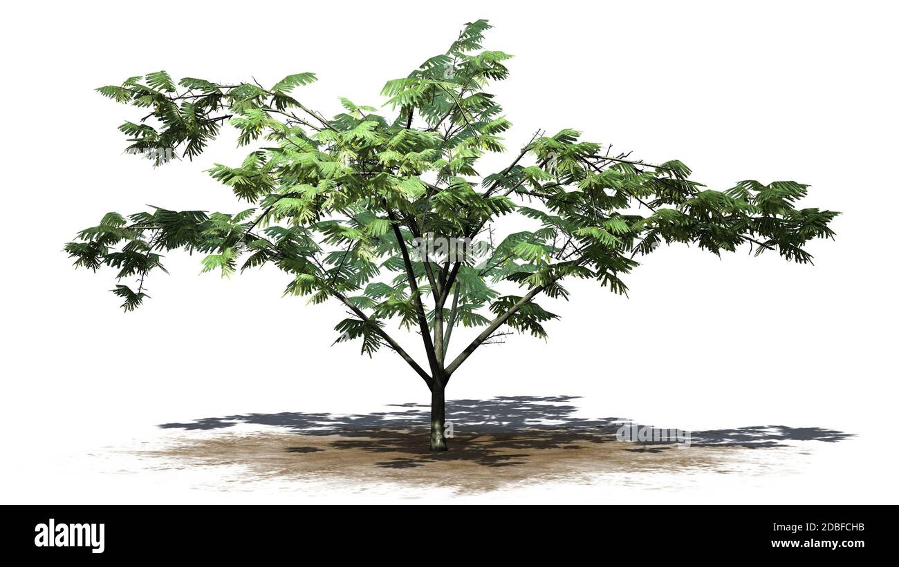 Mimosa tree on white background Stock Photo - Alamy