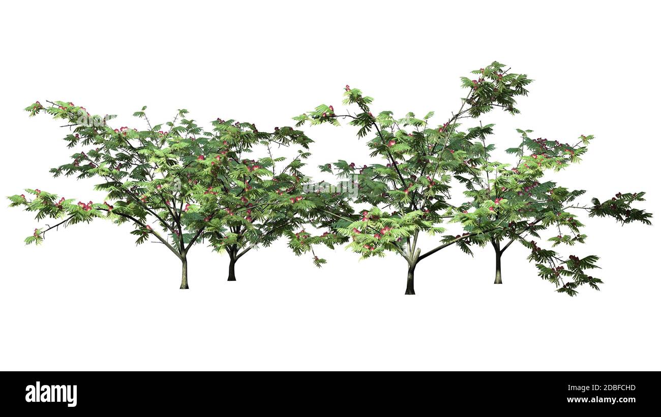 Mimosa tree botanical illustration hi-res stock photography and images ...