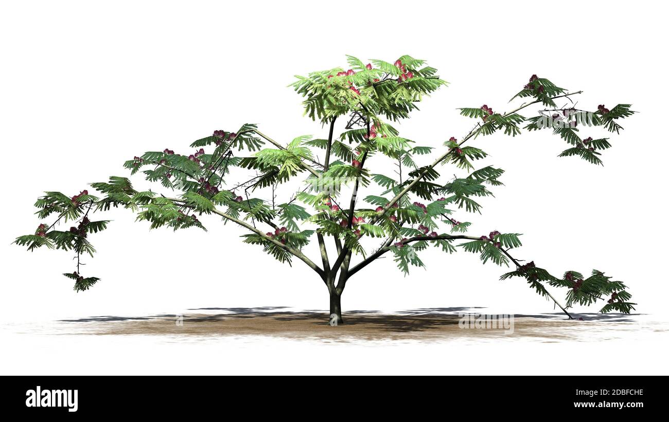 Mimosa tree with flowers on white background Stock Photo - Alamy