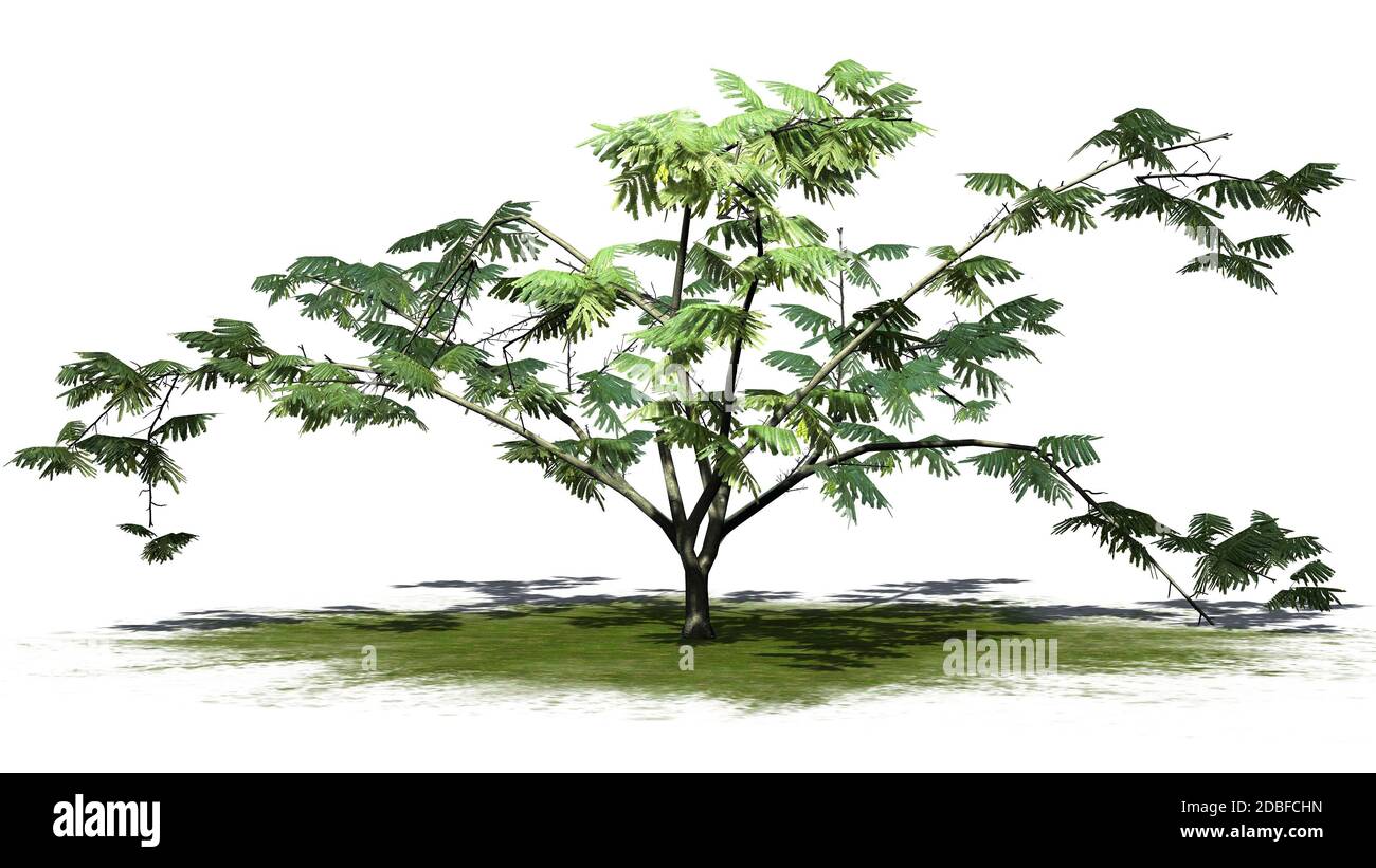 Mimosa tree on white background Stock Photo - Alamy