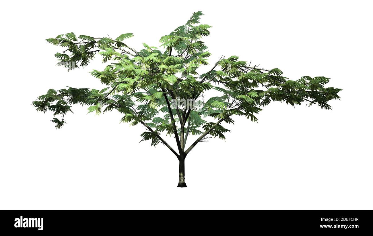 Mimosa tree on white background Stock Photo - Alamy