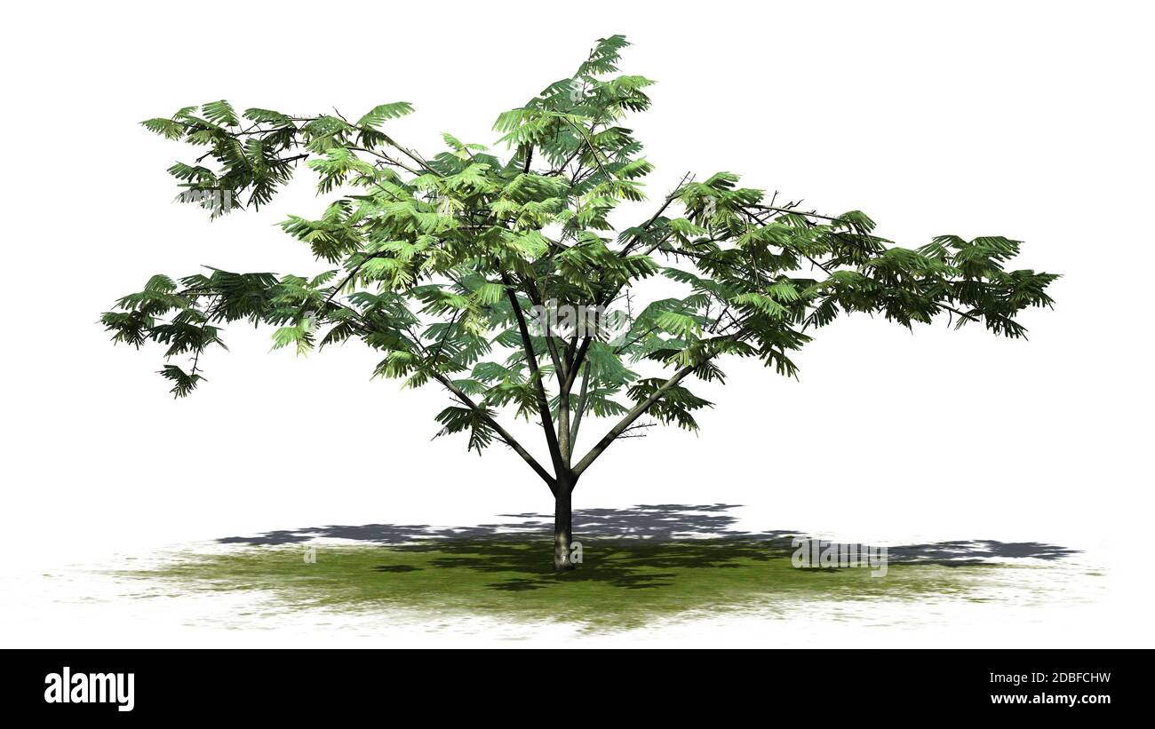 Mimosa tree on white background Stock Photo - Alamy