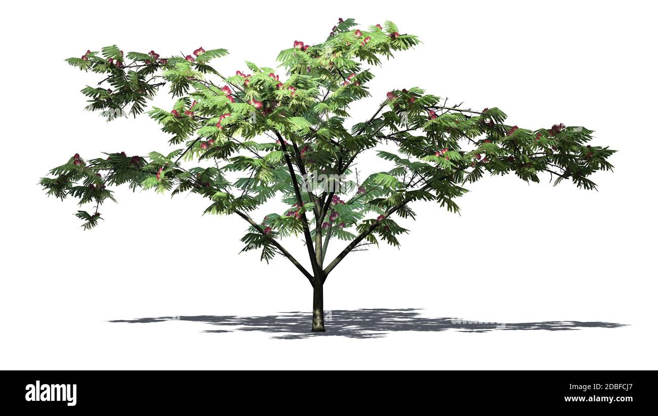 Mimosa tree with flowers on white background Stock Photo - Alamy