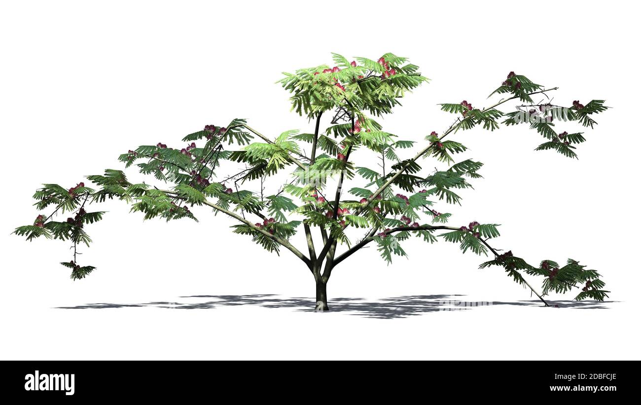 Mimosa tree with flowers on white background Stock Photo - Alamy