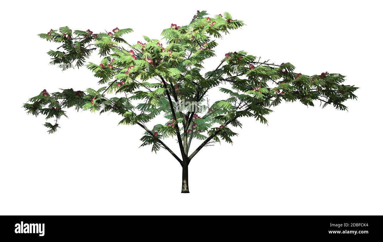 Mimosa tree with flowers on white background Stock Photo - Alamy