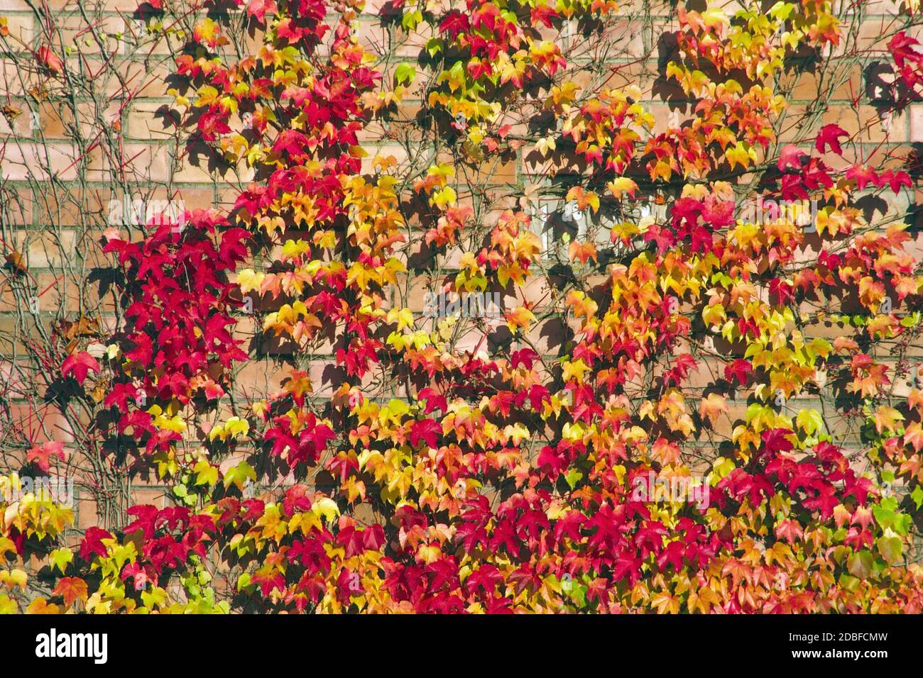 Three lobed virgin vine hi-res stock photography and images - Alamy