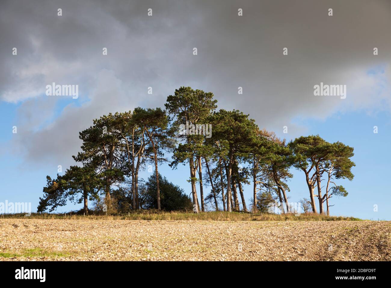 Scots pine gb hi-res stock photography and images - Alamy