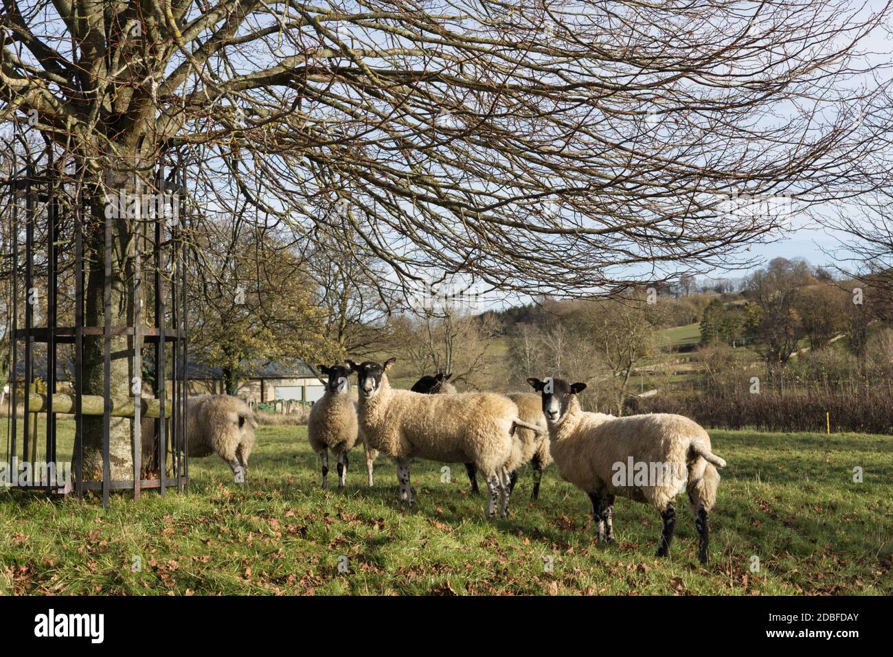 Beulah speckled face sheep domestic hi-res stock photography and images ...