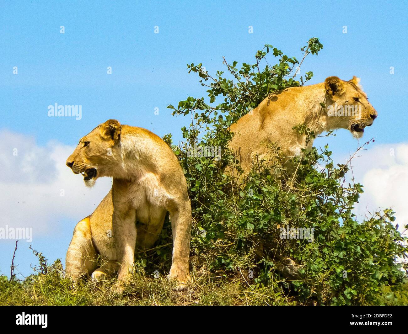 Lions in the Tsavo East and Tsavo West National Park Stock Photo - Alamy