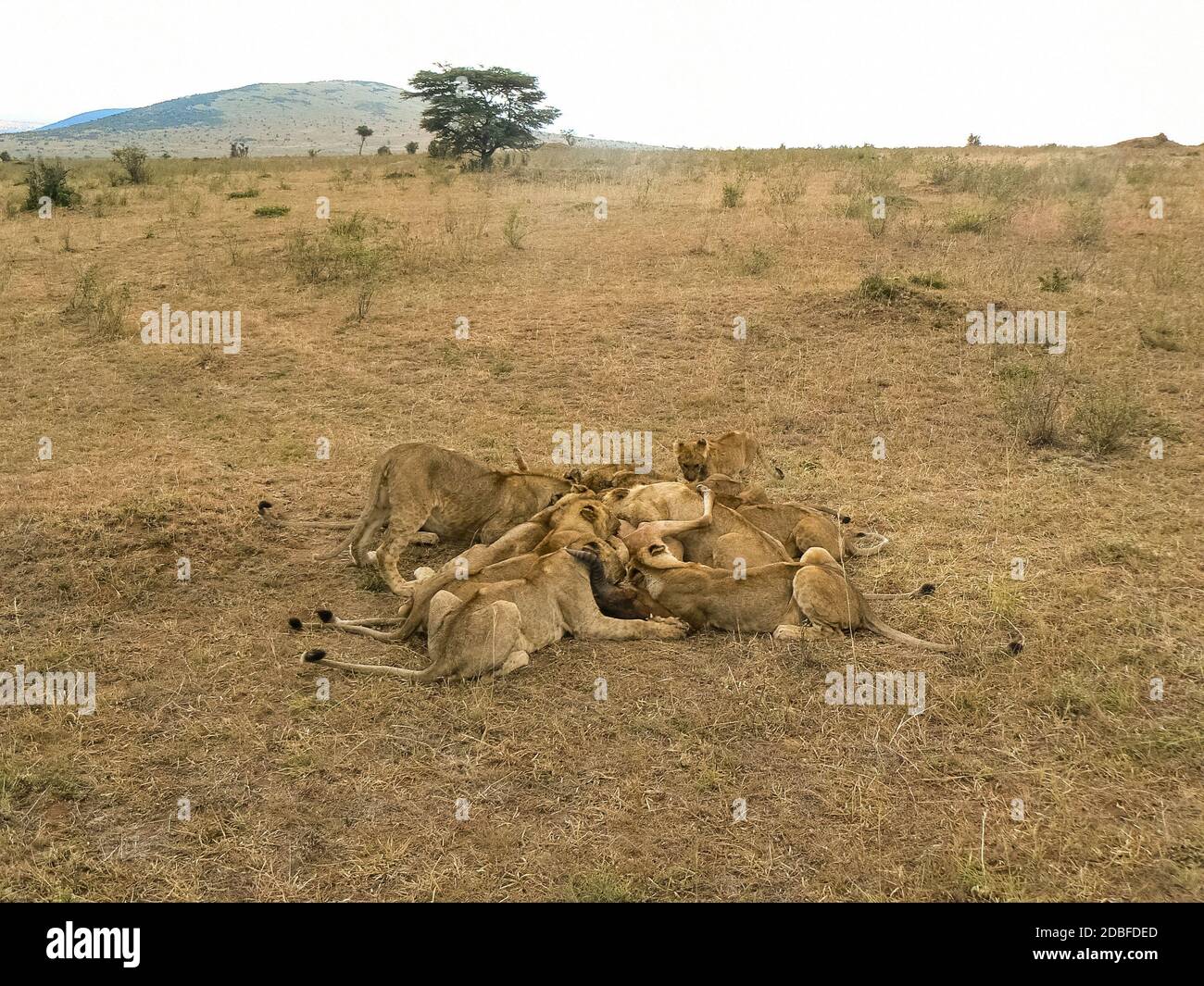 Tsavo lions hi-res stock photography and images - Alamy