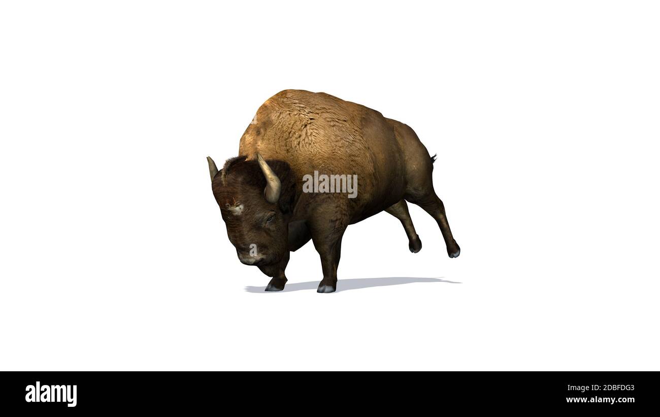 Buffalo portrait shadow hi-res stock photography and images - Alamy