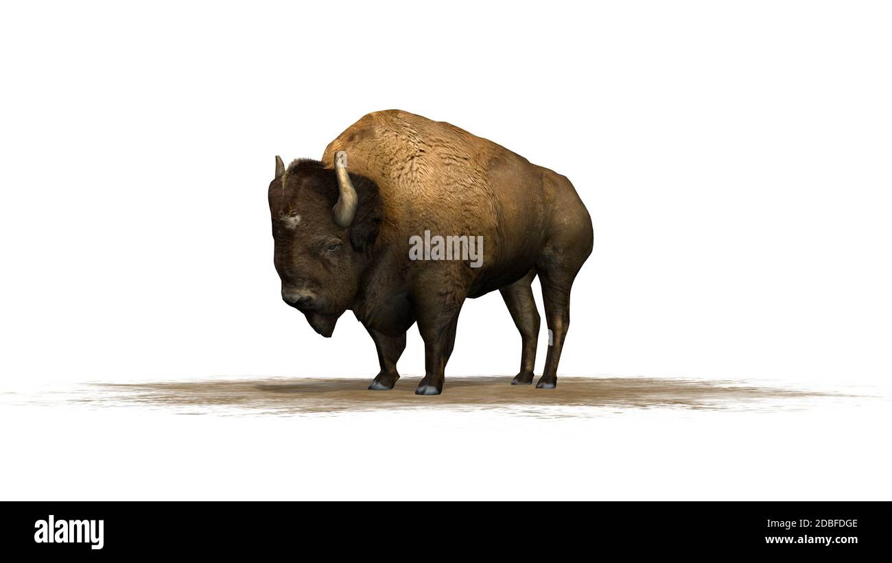 African bison hi-res stock photography and images - Alamy