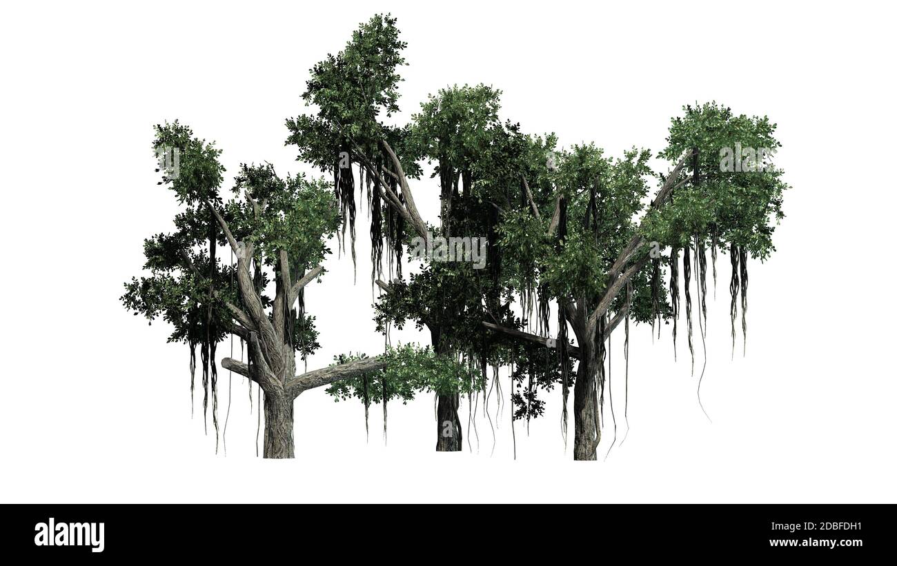 3d rendering banyan tree isolated hi-res stock photography and images ...