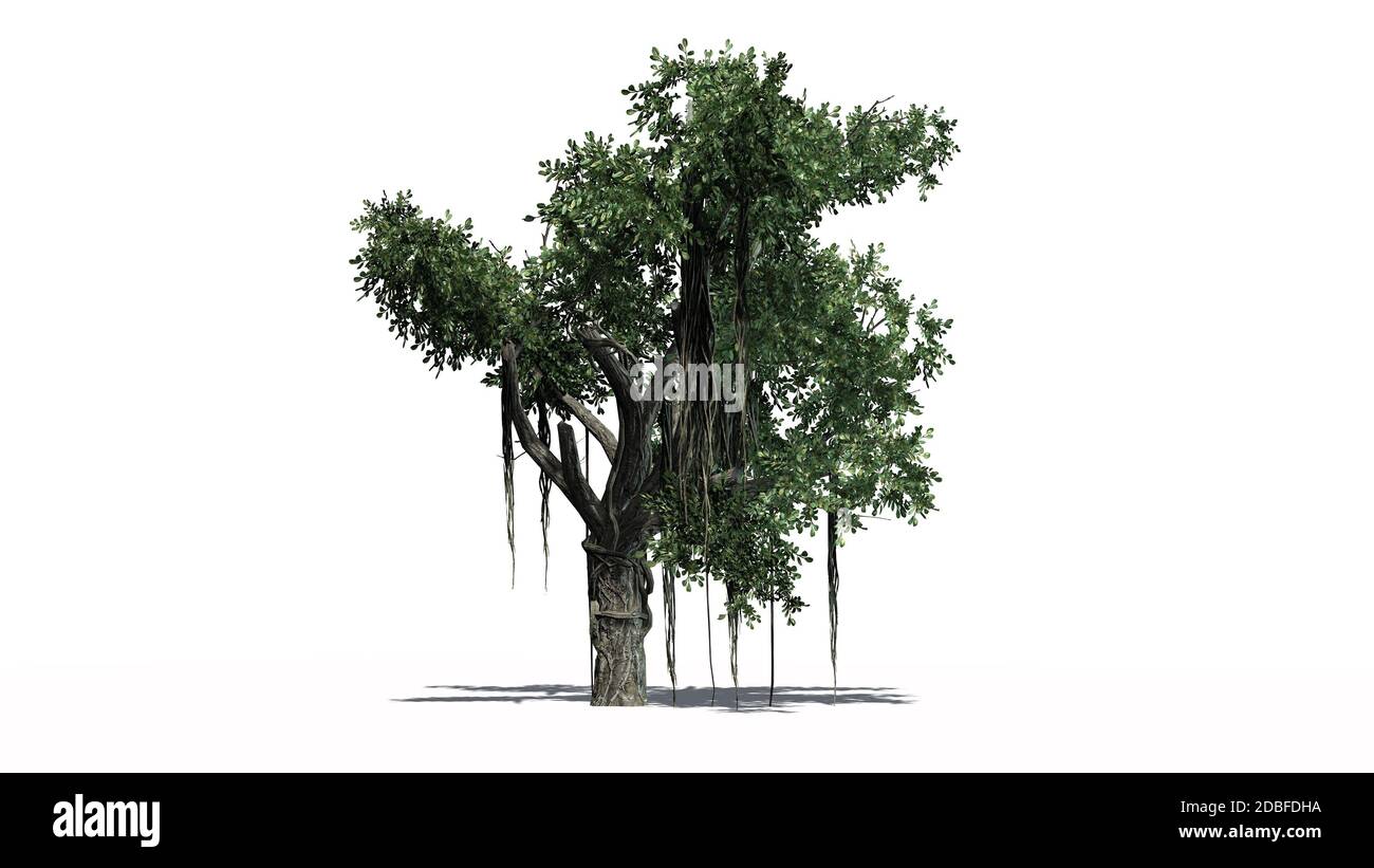 Chinese Banyan tree on white background Stock Photo - Alamy