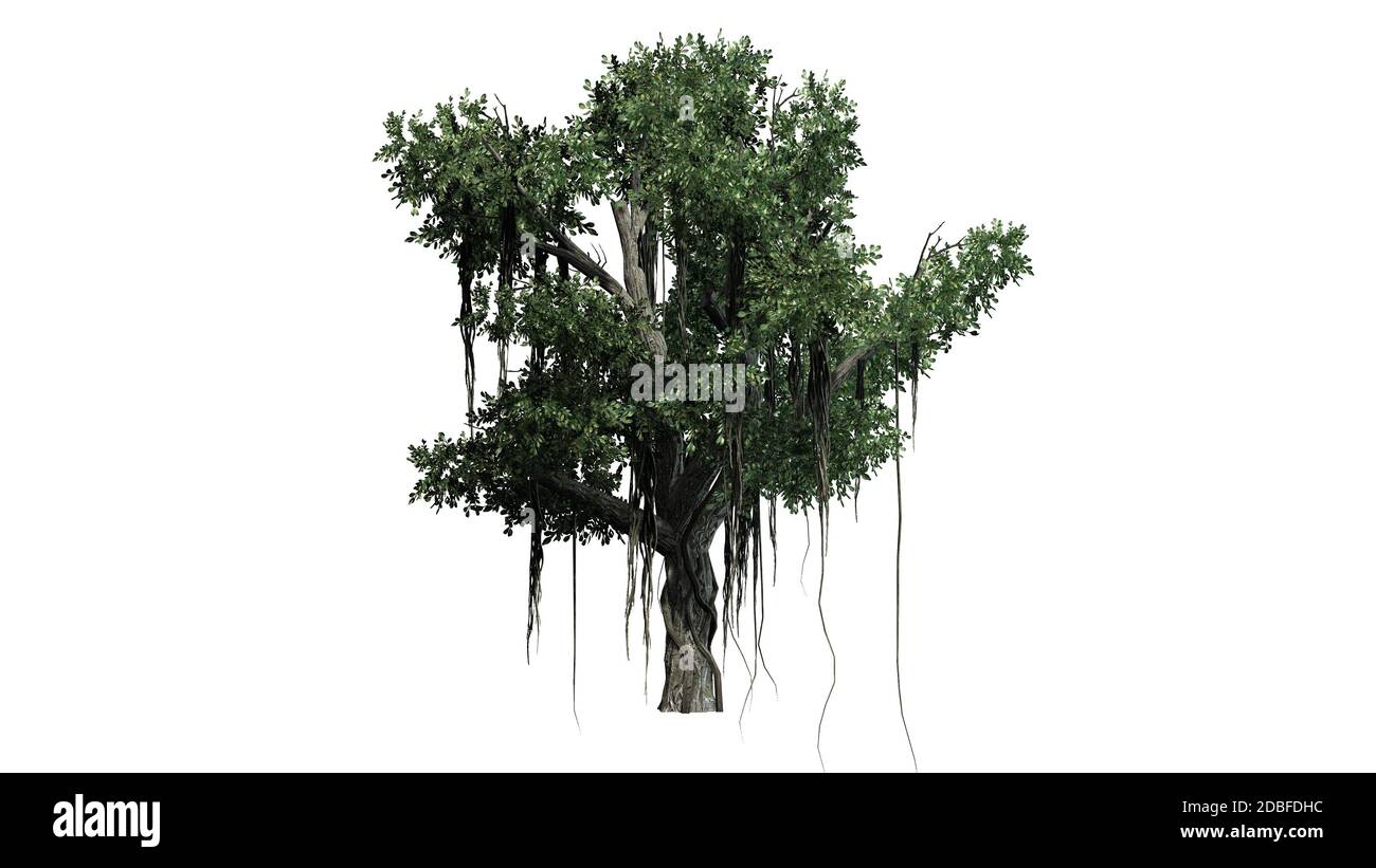 Chinese Banyan tree on white background Stock Photo - Alamy