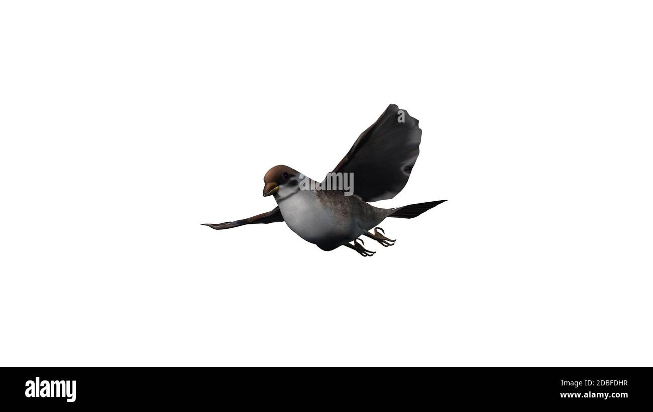 Flying sparrow hi-res stock photography and images - Alamy
