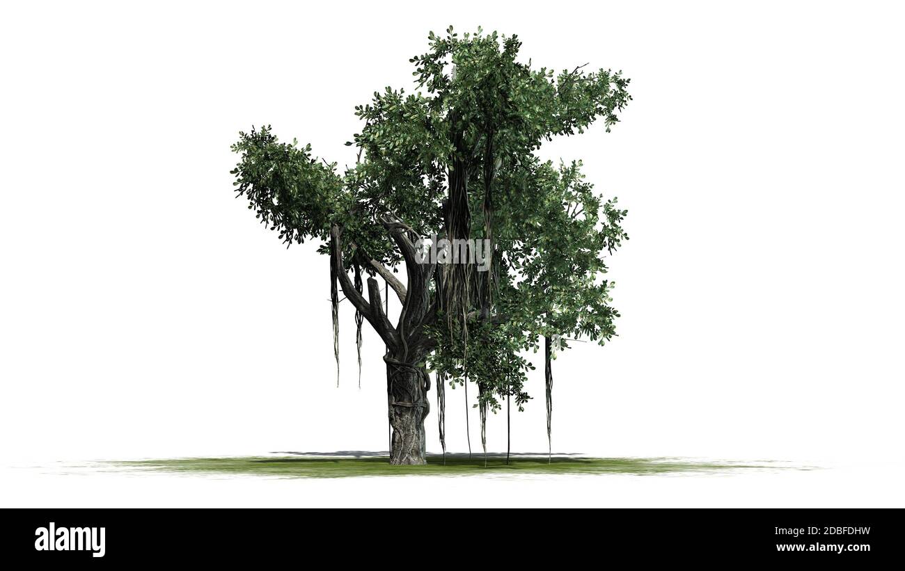 3d rendering banyan tree isolated hi-res stock photography and images ...