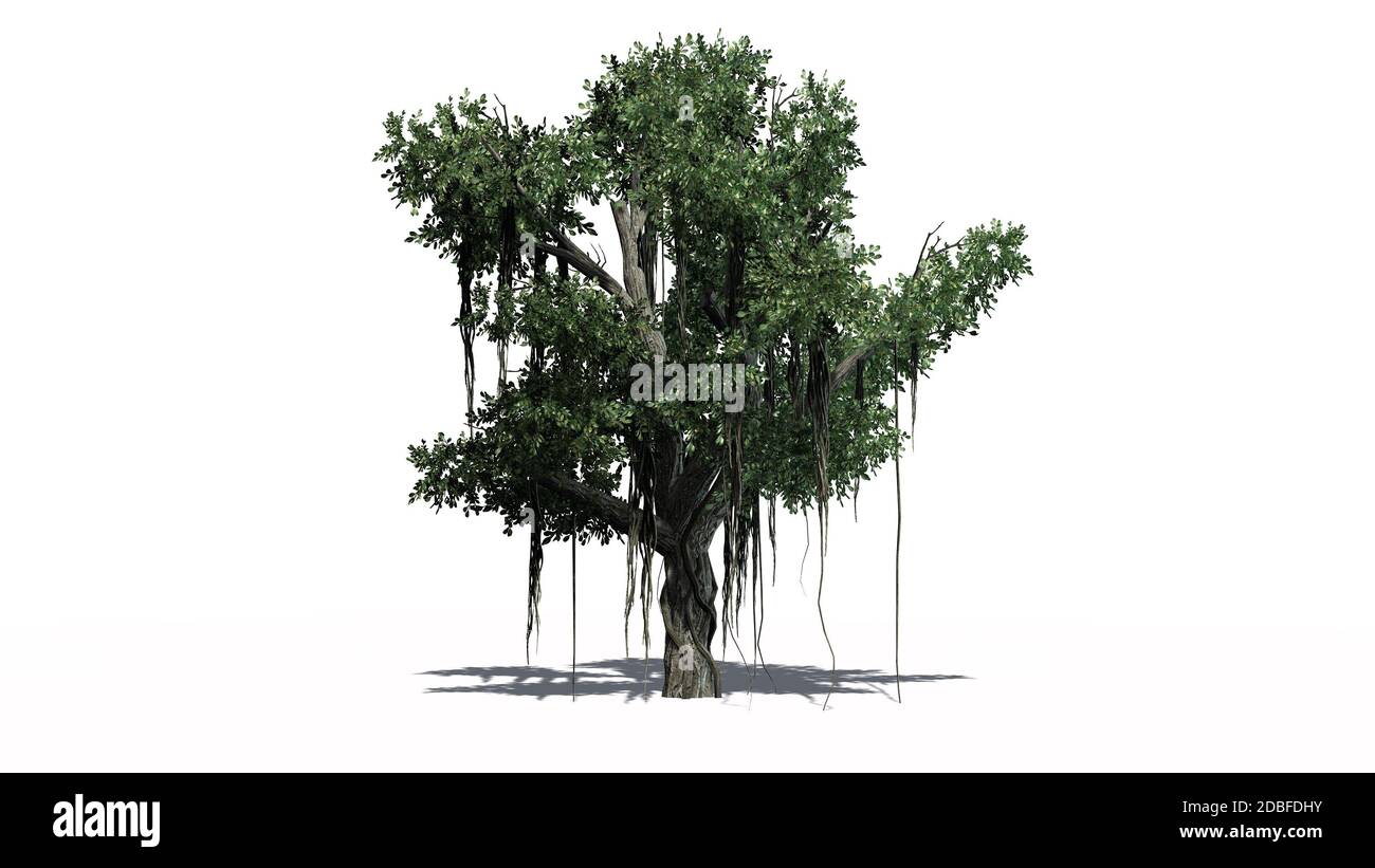 Chinese Banyan tree on white background Stock Photo - Alamy