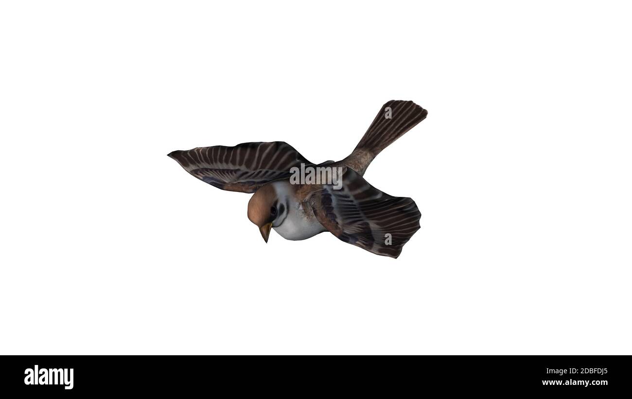 Flying sparrow hi-res stock photography and images - Alamy