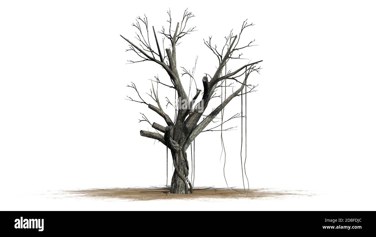 Chinese Banyan tree in the winter on white background Stock Photo - Alamy